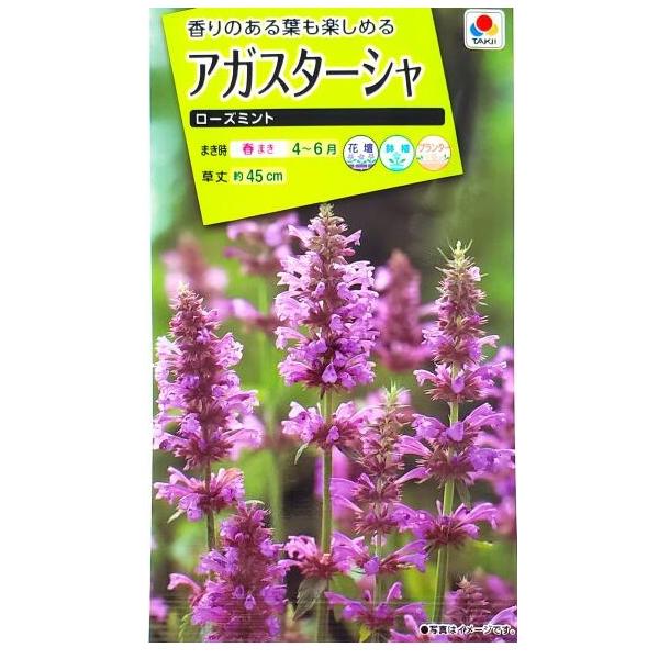 ●明るいラベンダーローズ色の小さい花が絶えず咲き続けます。●葉にはミントのような香りもあり、夏の暑さに強く、よく分枝し、鉢植えにも花壇にも適しています。