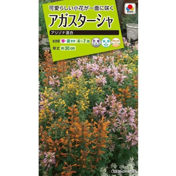 ●桃、橙、黄色の混合品種で小さい花が沢山さきます。●草丈は約30cm程で分岐もよく暑さにも強い品種です。●開花期間は長く、夏に草丈の半分ほどを切り戻すと、秋に再び沢山の花を咲かせます。