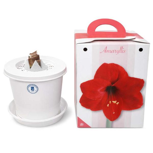 ●明るく暖かな日当りの良い場所にポットを置きます。●栽培適温は15〜25度で、開花後はやや低めに保つと長期間楽しめます。●ポットカバーの中央部分からゆっくりと水を注ぎます。●最初は水を少なめに、芽が出てきたら少々多めに与えます。●開花には6...