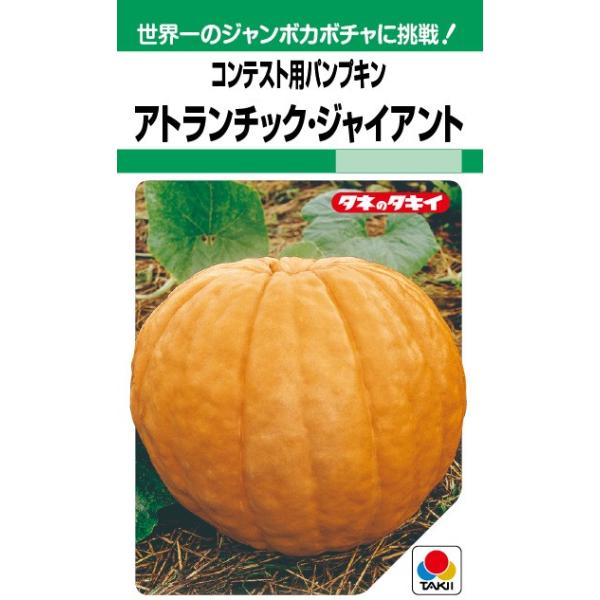 ●秋の農業祭などのコンテスト用として使われるジャンボカボチャ。●肥料を十分に施して肥大を図れば、50〜100kgに至るほどの巨大果になる。●用途はコンテスト用のほか、学校教材用や店頭装飾用にもおもしろい。＜栽培の要点＞●春、晩霜の恐れがなく...