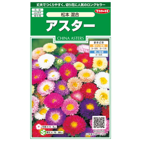 ●花径約5cmで、ほうき立ちのまとった草姿が特徴です。●咲き進むとボリュームのあるポンポン咲きとなります。●丈夫で立枯病に強く、作りやすいので、夏の花壇や切り花に適しています。●やや花形が乱れるものも出現します。●PVP農林水産省登録品種名...