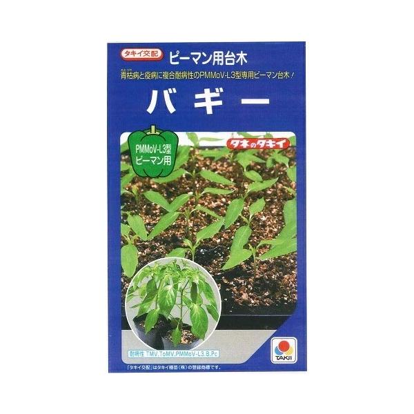 ●青枯病と疫病に強い耐病性を示すPMMoV-L3型台木で栽培が安定する。●接木栽培での草勢は中強。●低温性と耐暑性を兼ね備えているので、ハウス栽培から露地栽培まで幅広い作型で能力を発揮する。