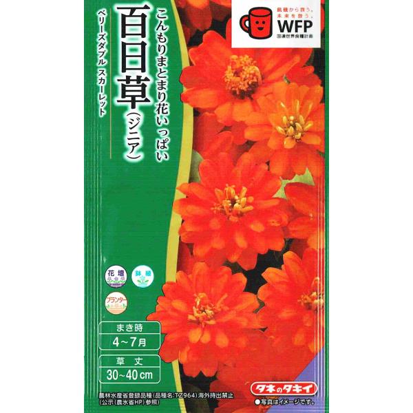 ●暑さに強く育てやすい半八重咲の品種です。●枝分かれも多く夏花壇でたくさんの花が咲き長期間楽しめます。●植え付け後もきれいな株姿を保ちます。●農林水産省登録品種 品種名：TZ964
