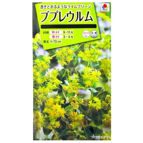●草丈約70cmで、頂部と各節より伸びた枝先に黄緑色の花を咲かせます。●極めて水あげがよく、葉は柔らかい感じでアレンジ素材、特に葉物として用途が有望です。