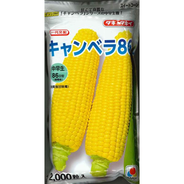 ●甘みが強い良質のイエロー種。●熟期は中早生。●中間地のマルチ栽培では、播種後86日程度で収穫ができる。●雌穂は、苞葉付きで420g程度の大穂となり、先端不稔も少ない。●草丈は190cm程度、生育旺盛で倒伏にも強く作りやすい。●比較的粒皮が...