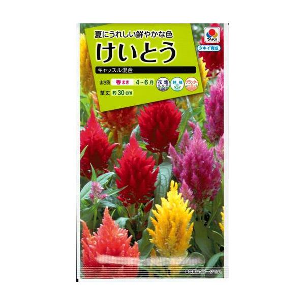 ●緋紅色・淡い桃色・橙色の混合種で、特に大きな花穂が見事です。●枝の出方が旺盛で、ピラミッド状の株姿になります。●夏場の花もちがよく長期間楽しめます。