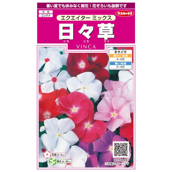 ●花径約6cmの大輪、隙間のない整った花弁、鮮やかな色彩、コンパクトな花姿、どれをとっても素晴らしい品種です。●真夏の炎天下でも咲き続けることが魅力です。