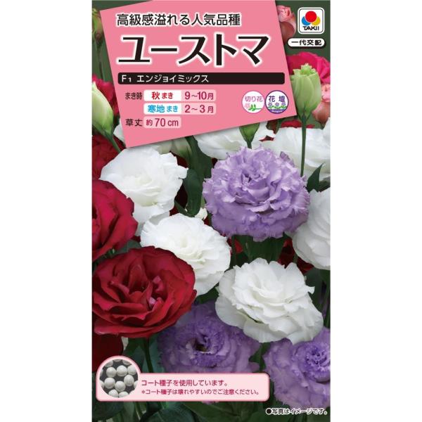 ●大輪で八重咲の3品種をミックスにしました。●すっきりとしたホワイト、一目をひく紅色、爽やかなラベンダ−の取り合わせで、豪華な花を楽しめます。