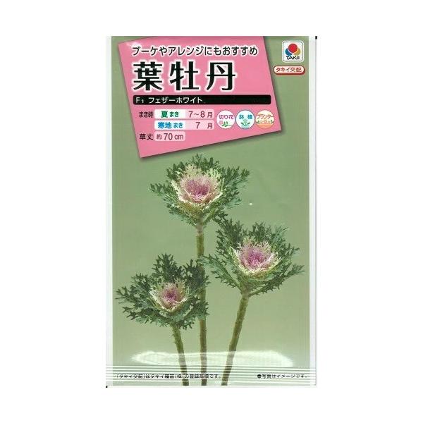 ●美しく整った羽毛（フェザー）の様な切葉が特長の高性葉牡丹です。●着色部は白地に桃色です。●しっかりとした質感の葉でブーケやアレンジなどにもお勧めです。●お正月だけでなくクリスマス用の花材としても楽しめます。