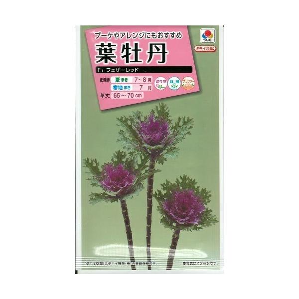 ●美しく整った羽毛（フェザー）の様な切葉が特長の高性葉牡丹です。●着色部は明るい紅色です。●しっかりとした質感の葉でブーケやアレンジなどにもお勧めです。●お正月だけでなくクリスマス用の花材としても楽しめます。