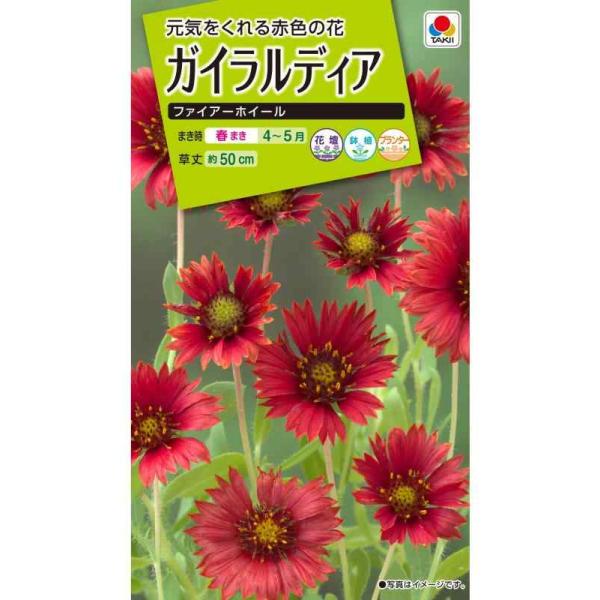 ●夏の花壇に映える赤色の花が咲きます。●シンプルな花形ですが、生き生きとした野花のような野性味のある品種です。●花壇での栽培に向いています。