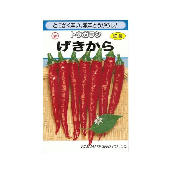 ●草勢、草丈ともに中位の早生種です。●葉は中位の大きさで剣葉です。●果は下向きにつき、長さ12cm位の細長果です。●果の曲がりが少なく、着果数の多い豊産種です。●果の辛みは青とうのうちからあり、さらに赤とうになるとその辛みを増し、激辛となり...
