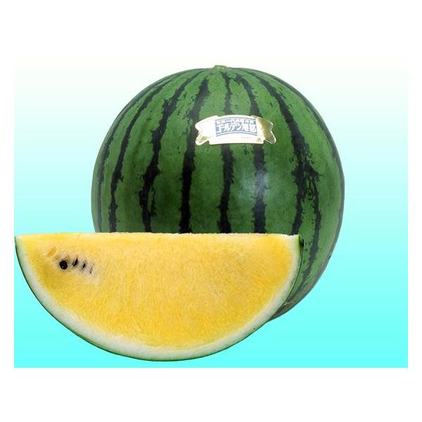 ●鮮緑の地肌に細めの縞をつけ、8〜12kgの大果となる。●果肉は美麗な鮮黄色で、糖度は12度内外。●肉質柔らかく多汁で、さわやかな食味は定評がある。●着果後52日内外で適熟となる。●草勢は旺盛で葉は大葉、節間はややつまる。●着果はよいが、低...
