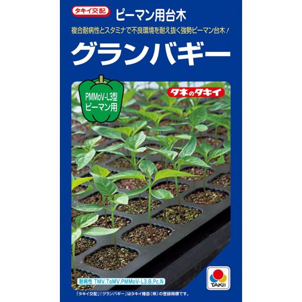 ●スタミナがあり自根栽培と同等以上の生育を示し、栽培終盤まで収量が安定しやすい。●栽培期間を通じて吸水・及肥能力が衰えにくく生理障害果の発生が軽減できる。●PMMO-L3型台木で青枯病（B）と疫病（Ｐc）に強い耐病性を示すほか、サツマイモネ...