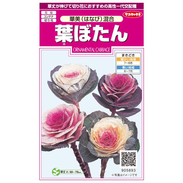 ●切り花タイプの葉ぼたんで、茎がかたくまっすぐ伸びる高性の一代交配種です。●丸葉で発色がよく、葉の巻きがしっかりしてバラを思わせます。●切り花はもちろん、花壇や寄せ植えでも楽しめます。