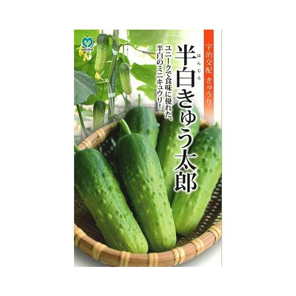●葉は濃緑、小葉で草勢はコンパクトにまとまる秀品率のよい品種です。●果長10〜12cm、果重50g前後のミニ半白胡瓜で、果皮がやわらかく歯切れがよいのでサラダなどの生食に向きます。●ピクルスや浅漬けでも美味しいです。●主枝は完全節成で、主枝...
