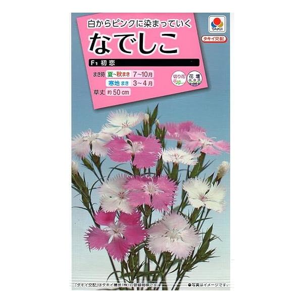 ●日本最古の河原撫子の美しさを現代風のスプレー咲に改良された、全く新しい種間雑種の四季咲なでしこです。●花色は咲き始めの白から次第にピンクに咲きかわり美しい色合いになります。