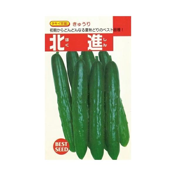 ●平均果長21〜22cmで果ぞろいがよく、果色は濃緑でつやがよい。●肉質は歯切れがよくて良質。●側枝の発生が良好で、雌花が多く、房咲き、成り戻り性も強いので初期から多収となる。●草勢が強く、耐暑性にすぐれ作りやすい。