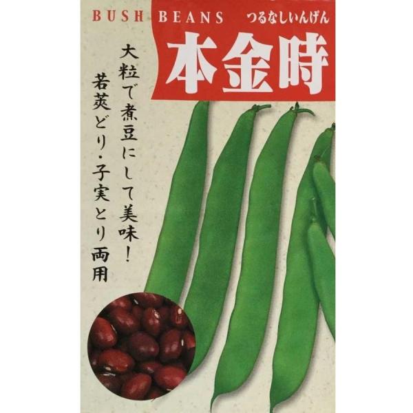 ●子実は深紅色の大粒で、煮豆や甘納豆用の金時豆として有名な多収種。●莢は長さ11cm、幅1.5cm程度の平莢。●ごく若莢はサヤインゲンとしてもおいしい。●草姿はつるなしの矮性種。