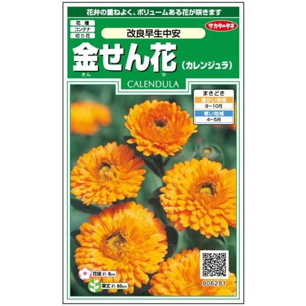 ●切り花向けに改良された品種で輝くようなオレンジ色の花径約8cmの大倫の花が半八重から八重で咲きます。●茎はかたく、草丈60cmほどで、暖地で8月まきにすると年内に開花する早生系品種です。※個体により一重が咲く株もあります。