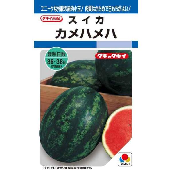 ●糖度が12.5度程度で高く安定する、3〜3.5kg程度の小玉スイカ。●幅広い縞をもつ枕形のユニークな外観。●濃紅色の果肉は肉質がかためで、歯触りのよい食感が楽しめる。●日もちがよく、裂果の心配も少ないので、在圃性が高い。●草勢は中位で着果...