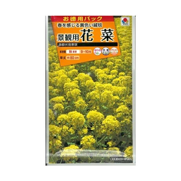 ●特に早くから咲き、切り花に向くように改良された有名な品種。●黄色をおびたちりめん葉で、茎が良く伸びます。●冬〜晩春にかけて、一面の菜の花畑をお楽しみください。