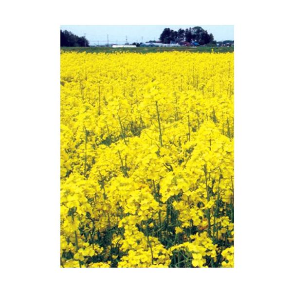 ●菜の花としての景観用、若い花茎の食用、緑肥、燃料用ナタネ油（食油には向きません）。●セイヨウアブラナの中生種。●草丈は150センチ。●子実の収量（10アール）：約200〜300キロ＜用途＞●菜の花としての景観用、若い花茎の食用、緑肥、燃料...