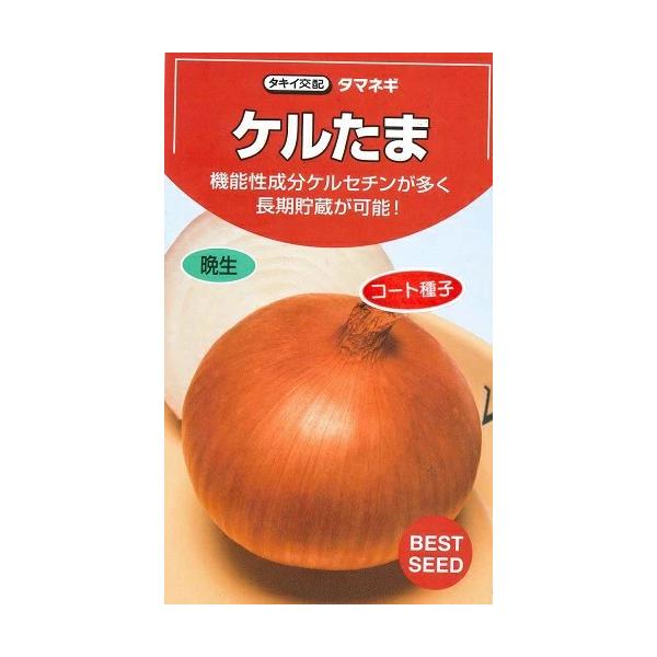 ●機能性成分ケルセチン（配糖体）を従来秋まきタマネギ（ネオアース）より豊富に含むため肉色はやや黄みを帯びる。●玉は中甲高球で、そろい・しまりとも良好。●皮は濃赤褐色でつやのある皮色。●熟期は晩生で１球平均280gに仕上がる。●草姿立性で葉色...