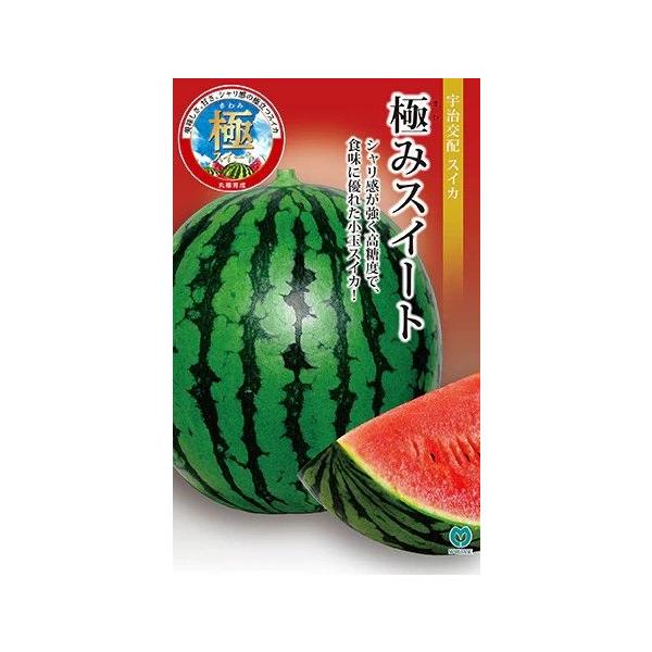 ●糖度の高さと強いシャリ感が特長の非常に食味が良い縞皮小玉スイカです。●果形は正球型で果重は2.0〜2.5kgになります。●外皮は濃い緑色で、小玉スイカとしては太い鮮明な縞とのコントラストが美しい見栄えのする外観です。●つるはやや細め、葉は...