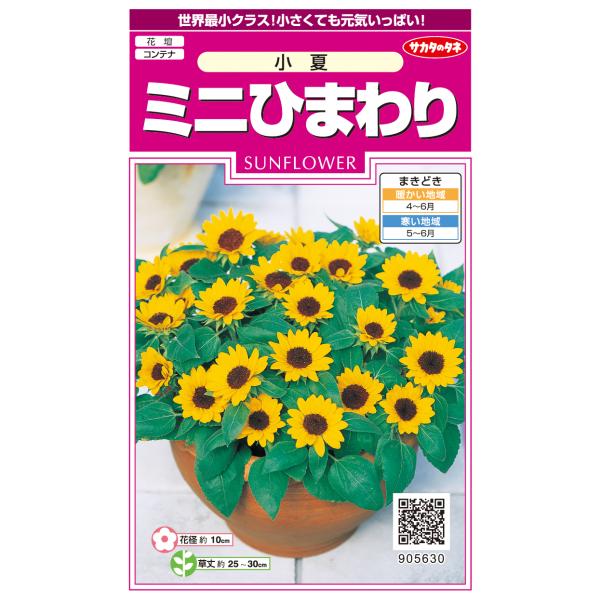 ●花壇植えで草丈約25cmとコンパクトでかわいいミニヒマワリ。●花粉が出ないため花もちがよく、長い間楽しめます。●花壇のほか、小鉢で1本立ちや摘芯スプレー咲き、コンテナで多粒まき栽培するなど楽しみ方もいっぱいです。