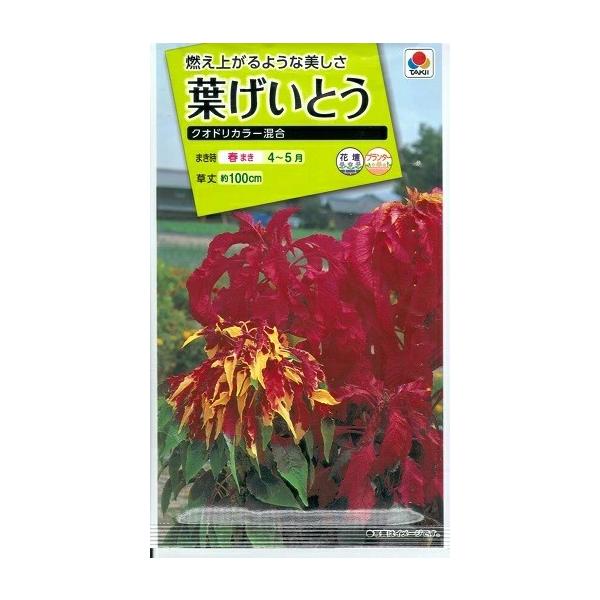 ●夏から秋にかけて、新しい葉が紅色や黄色へと鮮やかに彩られて、株全体が燃え上がるような美しさを呈します。●花壇にもってこいの品種です。