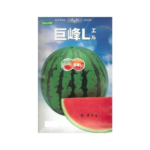 ●8kg以上。●低温肥大性最高の本格派大玉スイカです。●草勢は中位ですが、つるの伸長は旺盛で管理しやすい品種です。●低温期の花粉の出が良く、着果は安定し、果形の揃いも抜群です。●空洞化が少なく、糖度高く、食味良好で、果肉色も一段と濃くなりま...