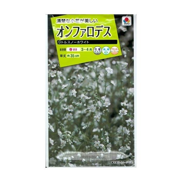 ●花径1cm程の白い小花ががたくさん咲きます。●草丈35cm前後。●葉は銀葉で白花とのコントラストが美しい。●花壇でもコンテナ栽培、また添え花としてもおすすめです。●開花期間は10日〜2週間ほど。