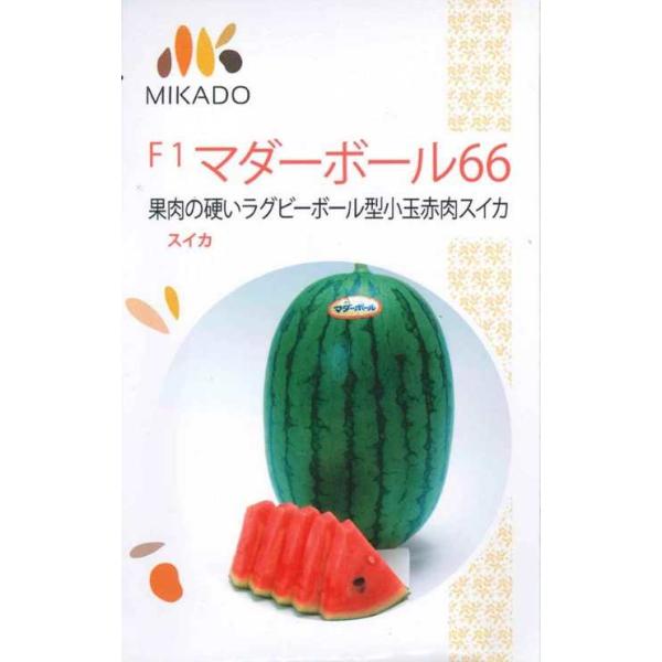 ●果重2kg内外、鮮緑の地に細縞のラクビーボール型小玉種。●果皮、果肉ともに硬く、耐裂果性や在圃性、店持ち性に優れる。●果肉は鮮橙紅色で、糖度12度内外で安定する。●草勢はやや旺盛で低温伸長性がありつる持ちが良い。●成熟日数は7月上旬収穫の...