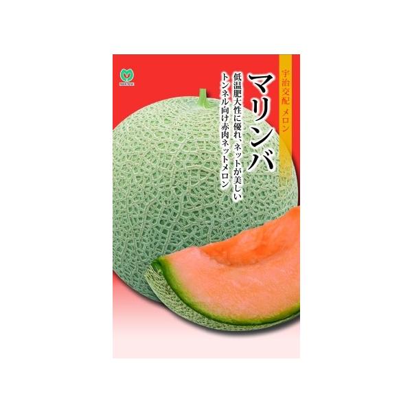 ●低温肥大性に優れ、ネットと食味の良い地這い用赤肉ネットメロンです。●地這い向けメロンとしては盛り上がりのあるネットが均一に入り、見栄えのする外観です。●葉は中型、草勢は中位〜やや大人しめの品種です。●果型は正球形で、肥大がよく、トンネル作...
