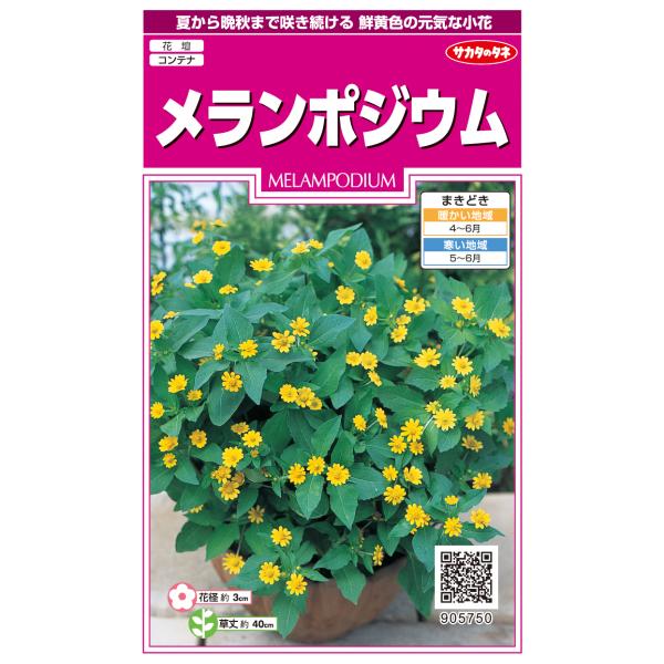 ●花径約3cmで鮮やかな黄色の花と、霜が降りる頃まで咲き続ける鑑賞期間の長さが魅力です。●草丈は40cmほどで、暑さにとても強く、花壇植えだけでなく、コンテナの寄せ植えにも適します。