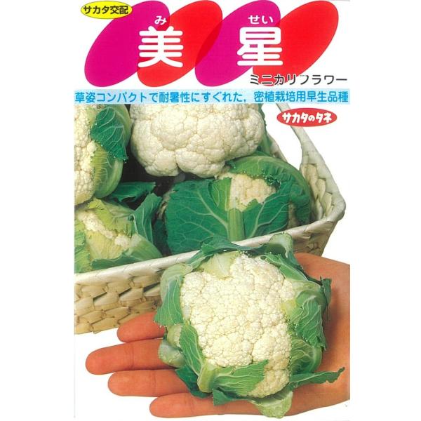 ●定植後70日前後で収穫でき、耐暑性が優れる早生品種。●草姿が非常にコンパクトな密植栽培用品種。●包葉性が強く純白の極緻密な花蕾で、重量感がある。●直径10cm程度（350g）の花蕾で収穫すると最も特性を発揮する。●みずみずしくて食味よく、...