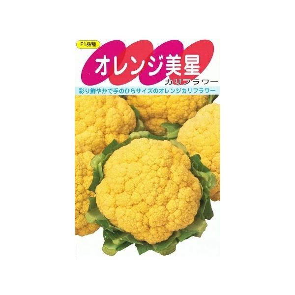 ●草姿がコンパクトで耐暑性に優れる密植栽培用早生品種●早どりミニサイズでもとれる。●コンパクトな草姿で密植に適するため、収量性が高い。●定植後65日前後で収穫できる早生品種『美星』と比べて5日〜7日早生。●美しいオレンジ色の緻密な花蕾で、加...