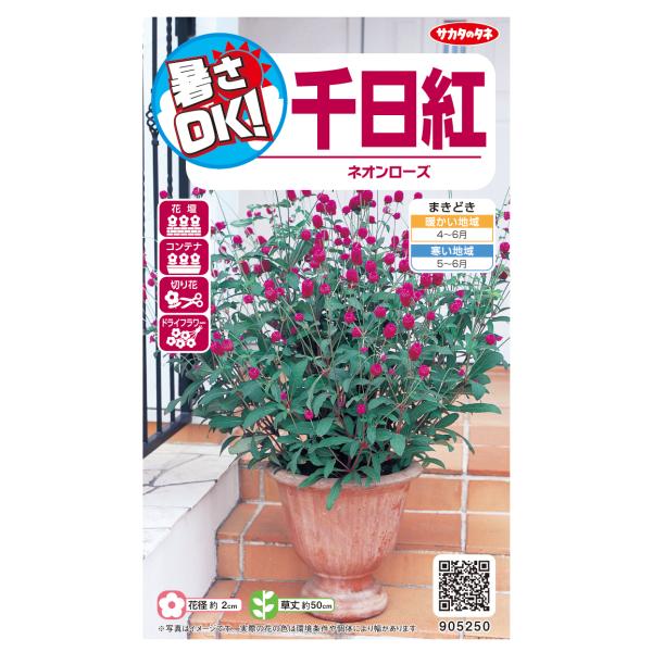 ●ネオンのように輝く濃桃色の花色と、切り花にも向く茎のかたさが自慢の品種です。●真夏の暑い時期でも元気に咲き続け、株元がしっかりして倒れにくく、切り花やドライフラワーにも利用できます。●農林水産省登録品種 品種名：掛川DA1