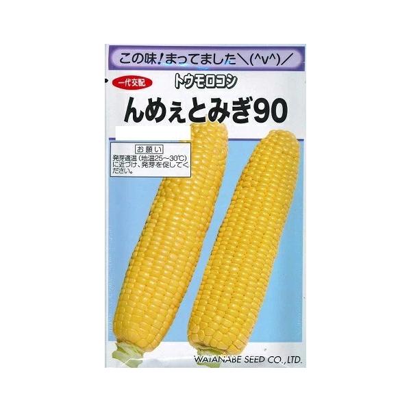 ●熟期は80日位の極良質高甘味中生種です。●平均皮付き１本重は420g程度で、太く、ボリュームがあります。●粒皮は特に柔らかく、甘みが強いです。●粒列は16〜18列で、先端不稔が少ない品種です。