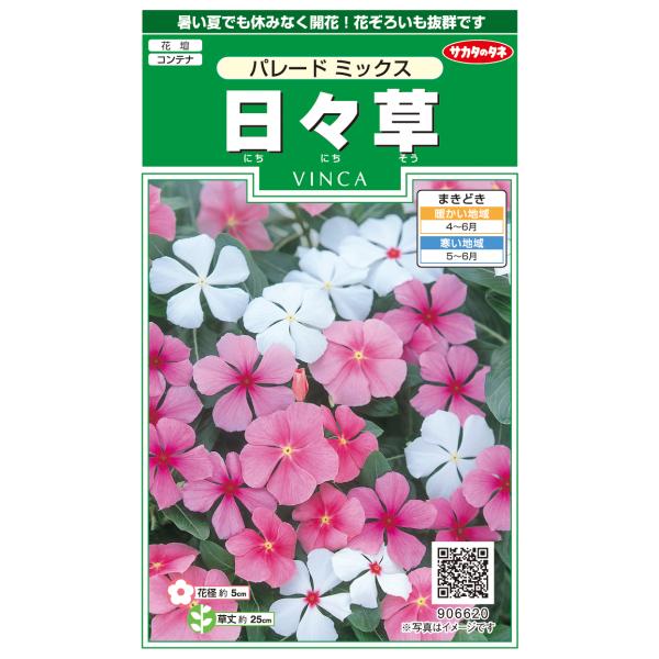 ●花径約5cmの大輪で鮮やかな色彩の花が、コンパクトにまとまる株全体に咲き広がります。●真夏の炎天下でも、咲き続けることも魅力です。