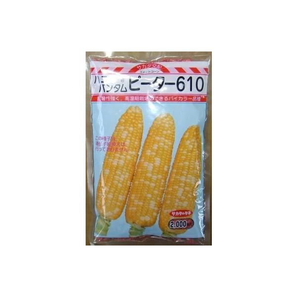 ●暑さや病気に強く、生育旺盛なので初夏まきして秋どりもできます。●よくしまった色のよい粒が先端までびっしりとそろいます。●温暖地の春まきでは、タネまきから約93日で収穫できます。＜タネまき＞●桜が満開のころを目安にします。●うね間80cm、...