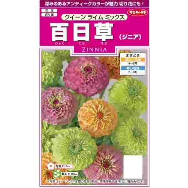 ●クイーン ライム、レッドライム、ライムオレンジのミックスです。●個性的な花色は真夏でも色があせにくく花持ちもよいので、花壇植え、切り花ともにおすすめです。●立枯病予防のため連作は避けましょう。