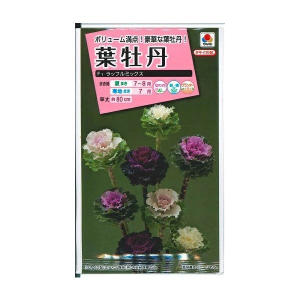 ●フリンジ咲きの豪華な葉牡丹。●ラッフルシリーズ4色の混合です。●フーケやアレンジでメインの花材として使えます。