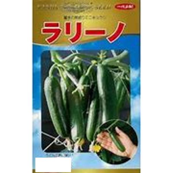 ●果長9〜10cm、果重40〜50gで収穫するのがベストです。●着果は旺盛で果実の揃いが良く、曲がり果や奇形果がほとんど出ません。●食味はマイルドで、青臭みがなく、ほのかな甘みを持ちます。苦みは出ません。●イボがないので水切れがよく、調理が...