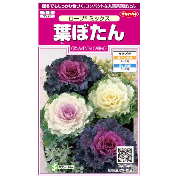 ●草姿がコンパクトで葉枚数が多く、発色が早い、葉に柔らかなフリンジが入る大阪丸葉系品種です。●暖冬下でも色づきが早く、 草姿がコンパクトでありながらも、葉のボリュームをとれるため、華やかな寄せ植えが楽しめます。※暖冬などの影響で気温が高い場...