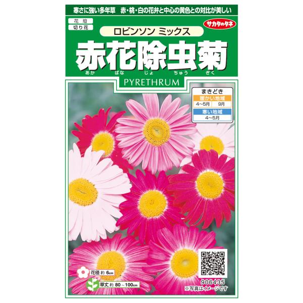 ●珍しい赤・桃・白などの花色をもつ除虫菊です。●開花は春まきで翌年の春から初夏になります。●草丈80cm、株元からたくさんの枝がでて先端に花をつけます。●葉に美しい切れ込みがあり、切花にも利用できます。