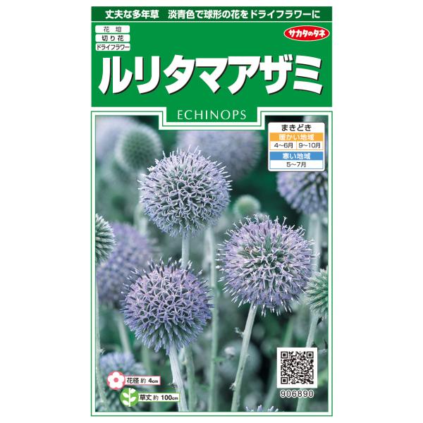 ●夏の淡青色で球形のユニークな花が咲きます。●寒さ暑さ友に強く、ほとんどの地域だ多年草になる丈夫な草花です。●水あげがよく主に切り花として使われ、ドライフラワーとしても人気があります。