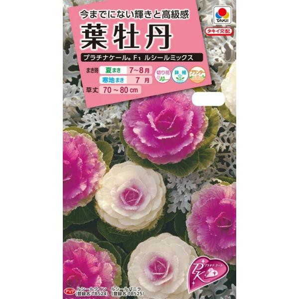 ●葉が立葉で葉枚数が多く、着色部のコントラスト美しい品種のミックスです。●輝きのある緑の花材としてもおすすめ。●草丈は約80cm。