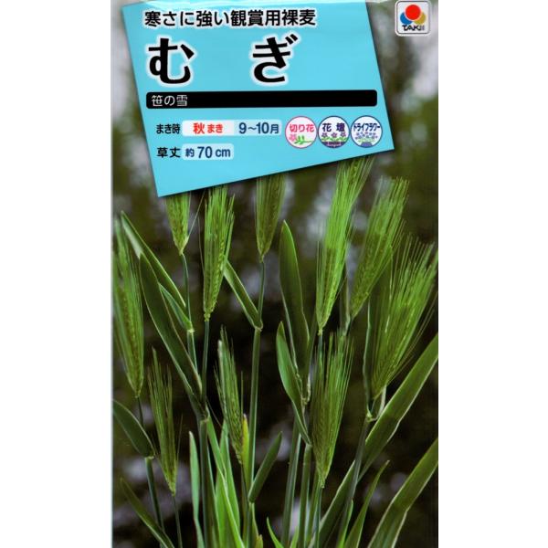 ●裸麦の鑑賞用種で、冬季に強い斑入りとなります。●冬には枯れるリボングラスの代わりに本種を使ったり、株を抜き取って生け花にしたり、穂が出たものはドライフラワ−にしたりします。